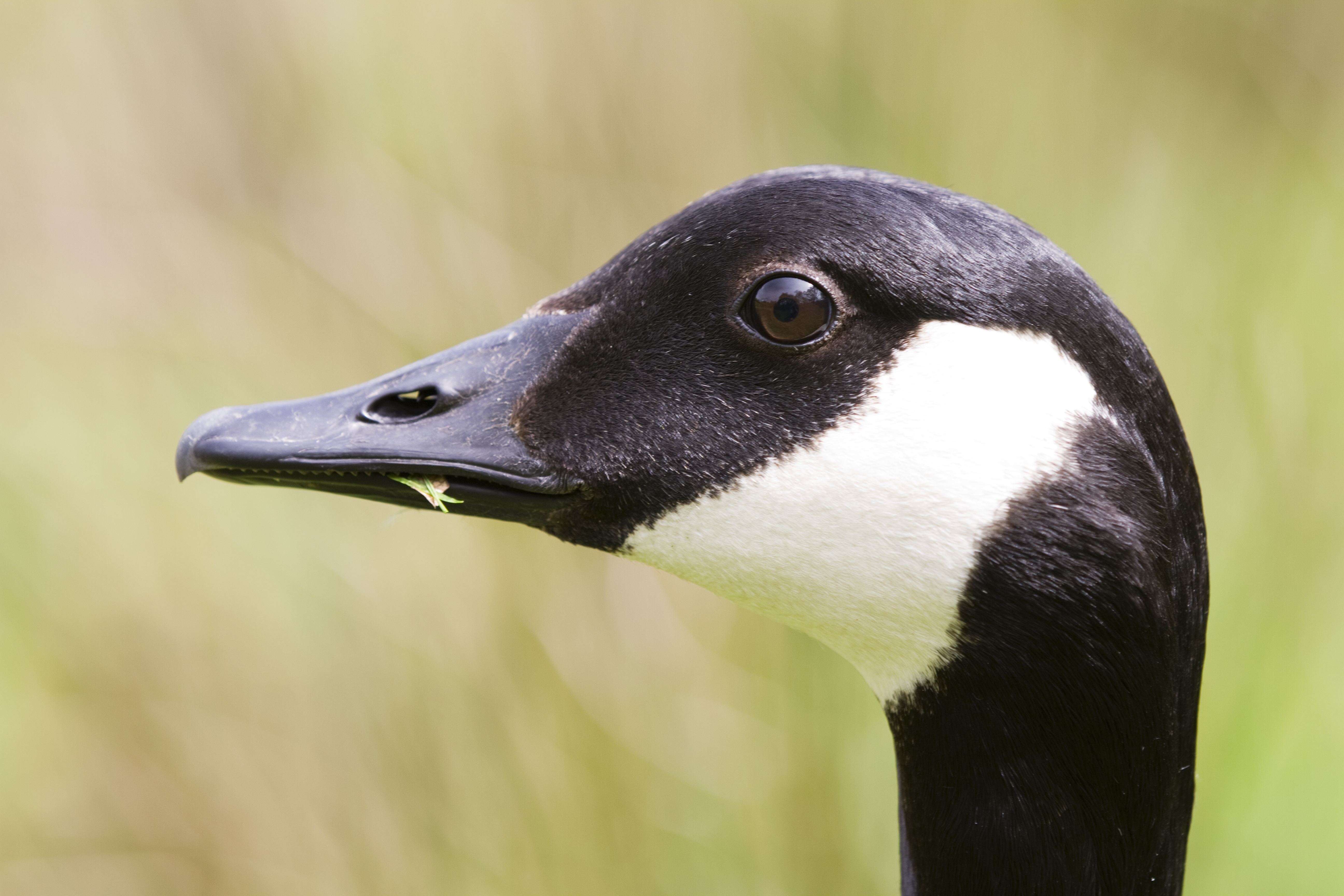 Canada Goose Side profile portrait | The Denier